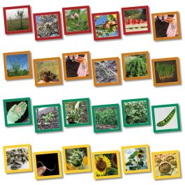 Plant Life Cycle Cards | Dryad Education