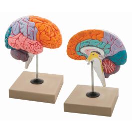 Lobes of Brain Model | Dryad Education