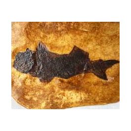 Large Fish Fossil Cast | Dryad Education