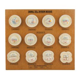 Animal Cell Model: Cel Division- Meiosis | Dryad Education